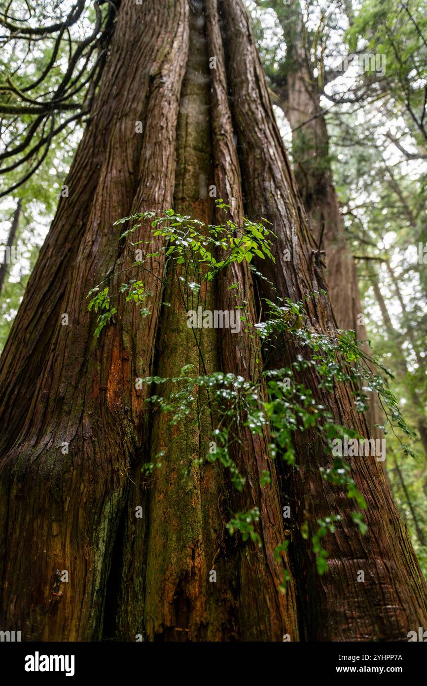 Close-up photograph of an old growth cedar tree trunk rising toward the forest canopy on the ...