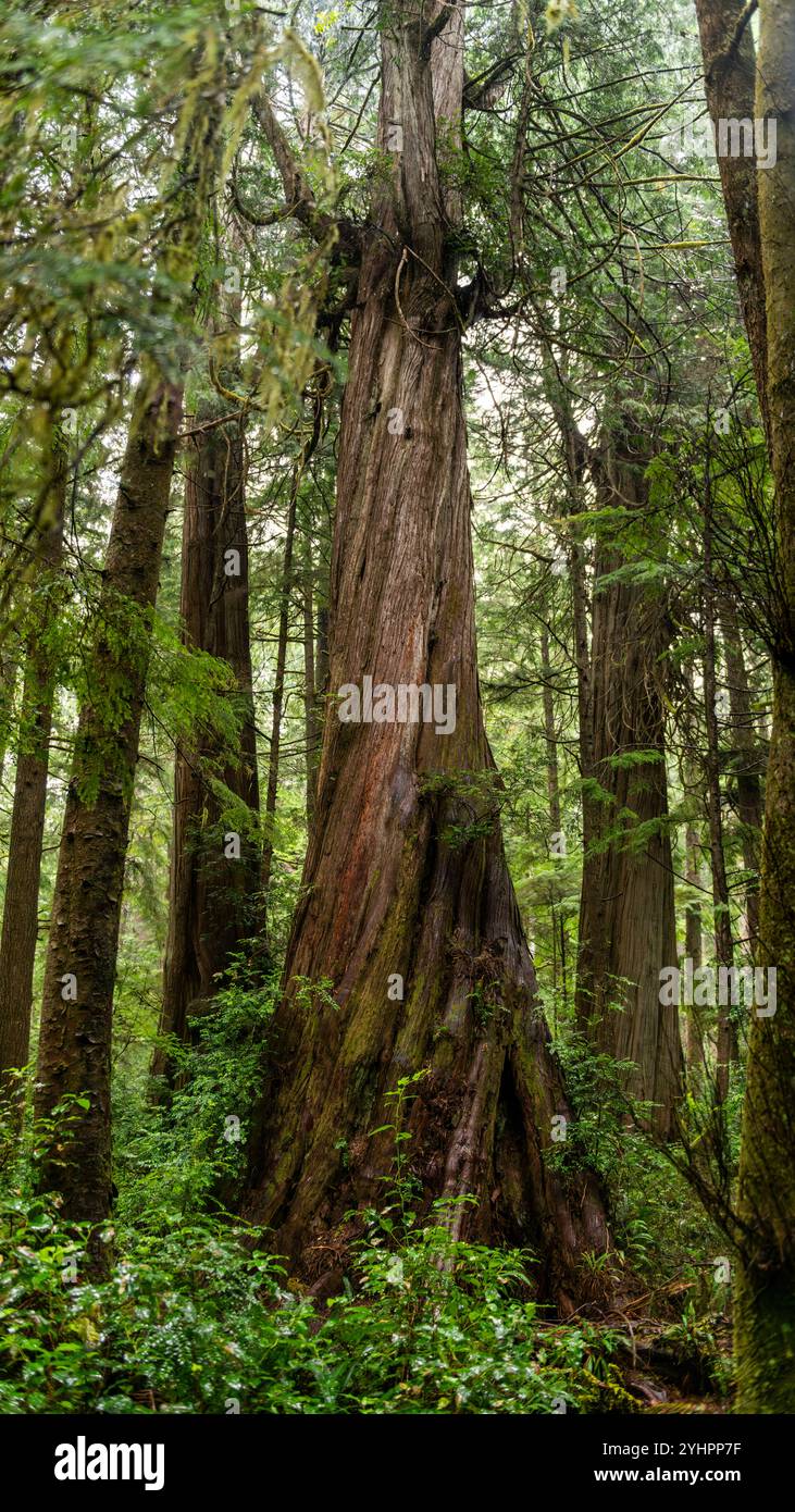 The twisted trunk of a large old-growth cedar tree rises from the lush ...