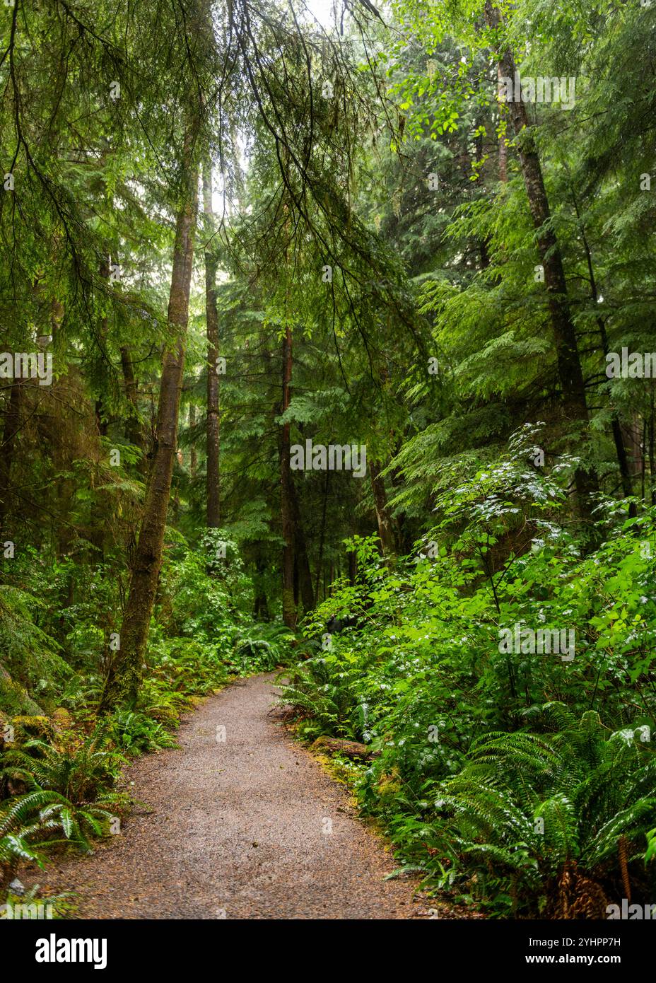 A path curves and disappears into the dense and lush temperate rain ...