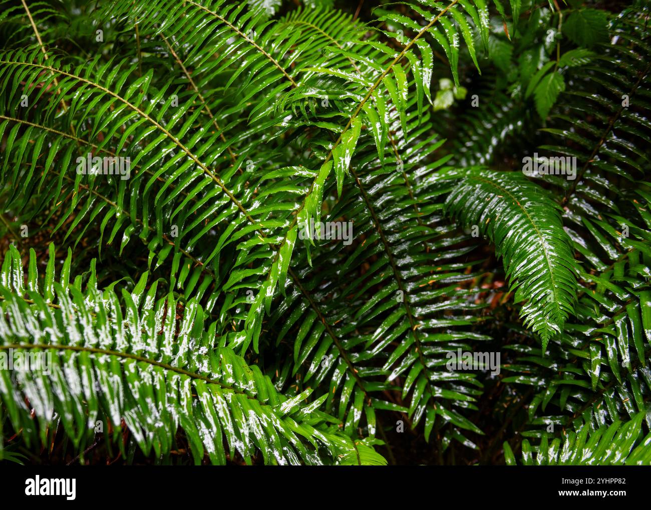 Abstract detail of forest ferns wet with rain deep in the undergrowth ...