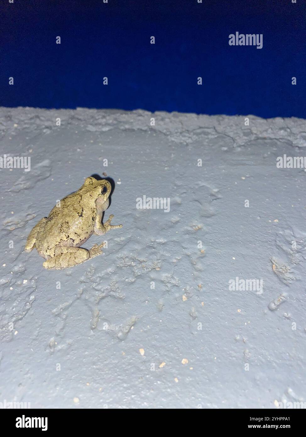 Cope's Gray Treefrog (Hyla chrysoscelis Stock Photo - Alamy