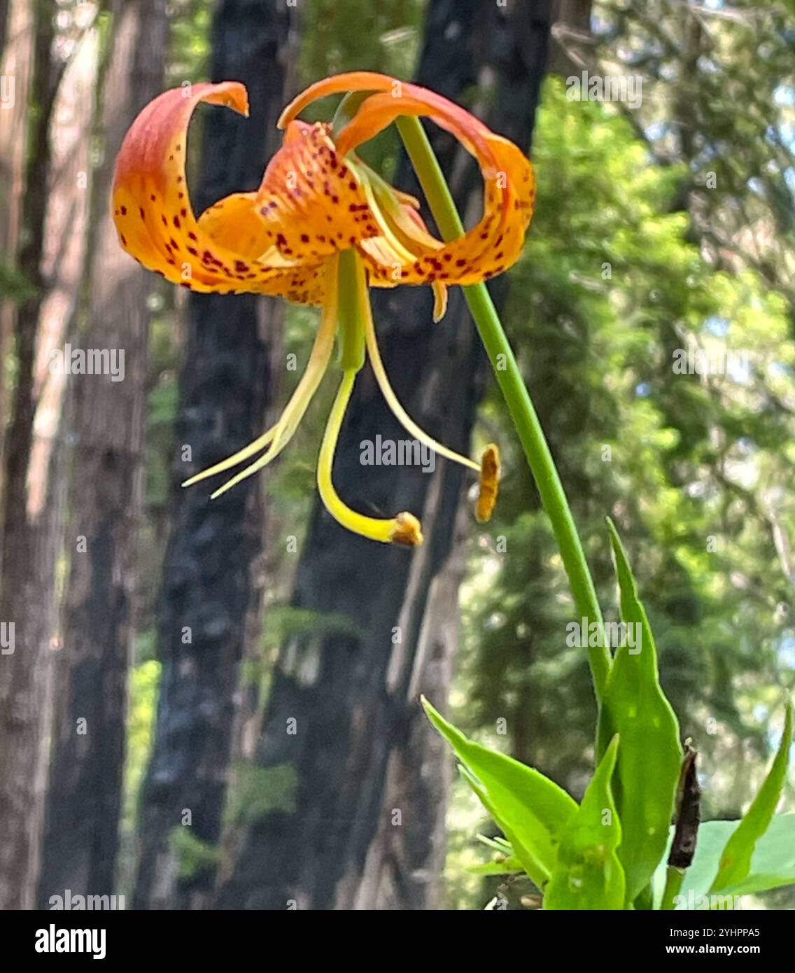 leopard lily (Lilium pardalinum pardalinum Stock Photo - Alamy