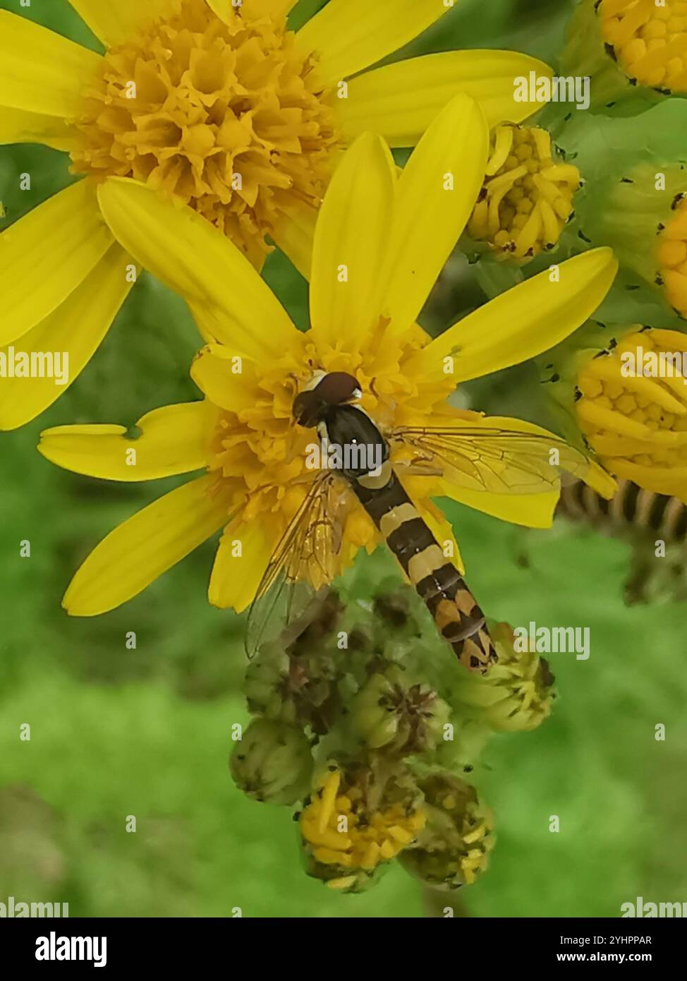 Common Globetail (Sphaerophoria scripta Stock Photo - Alamy