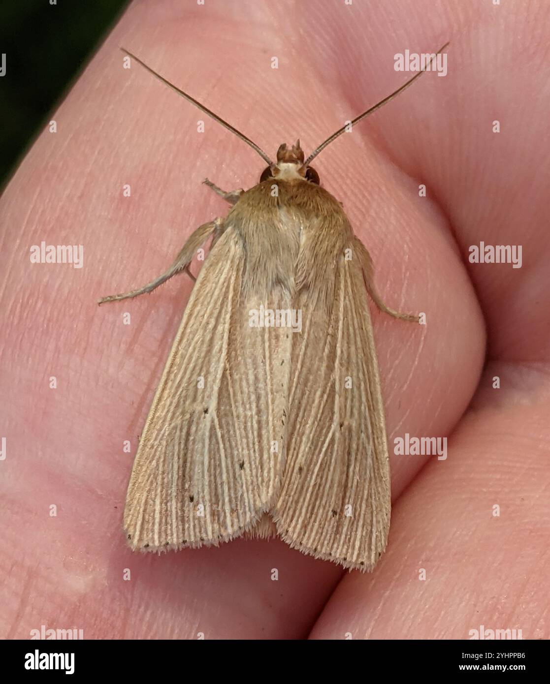 Lesser Wainscot (Mythimna oxygala Stock Photo - Alamy