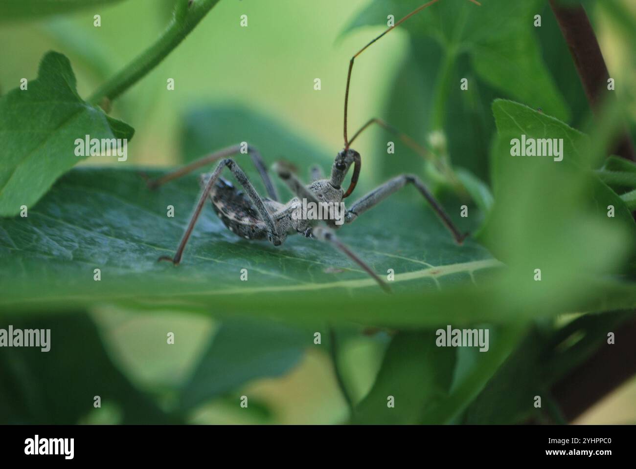 North American Wheel Bug (Arilus cristatus Stock Photo - Alamy