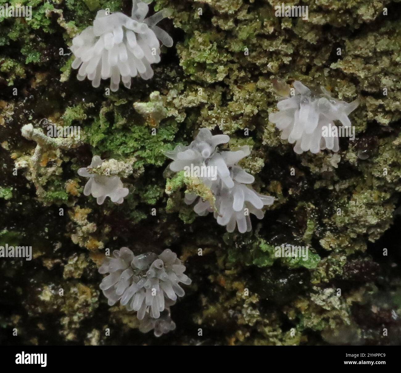 Honeycomb Coral Slime Mold (Ceratiomyxa fruticulosa Stock Photo - Alamy