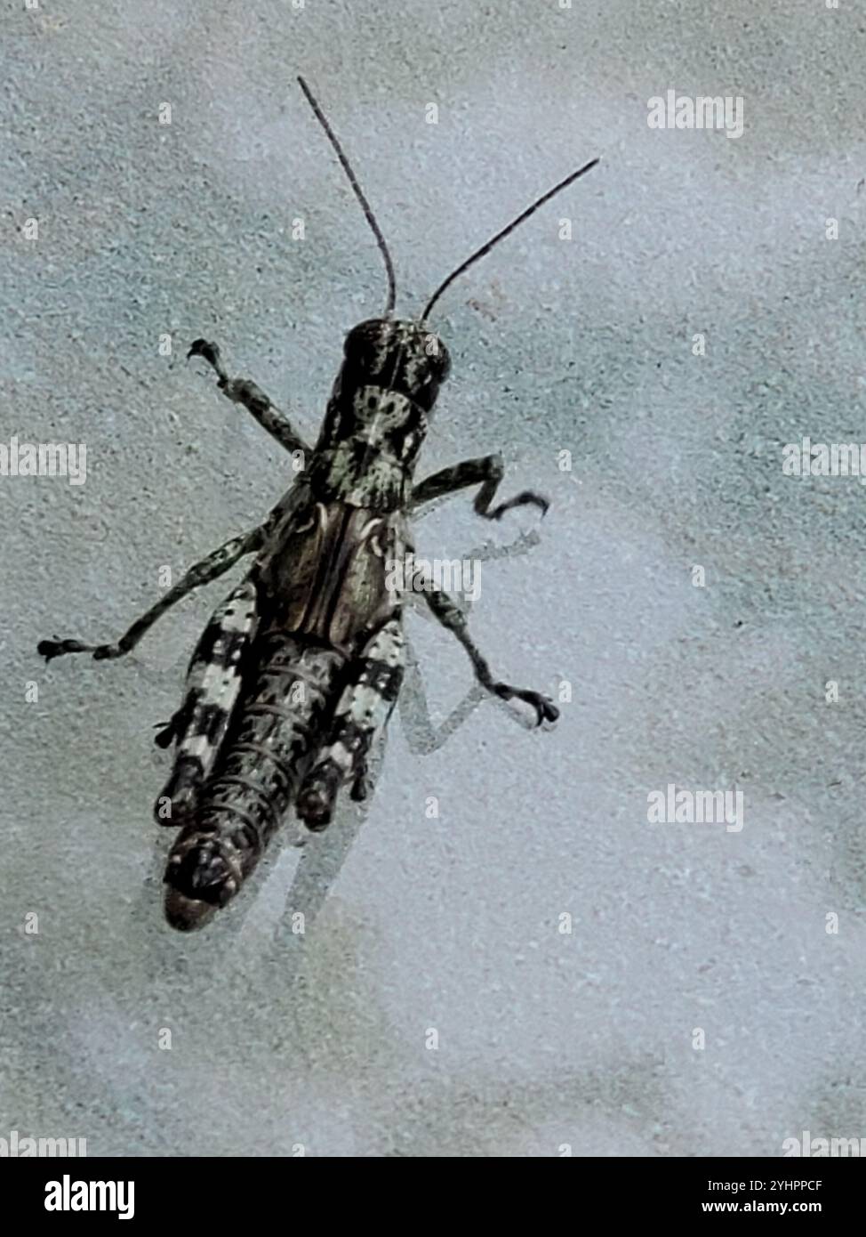 Pine tree Spur-throat Grasshopper (Melanoplus punctulatus Stock Photo ...