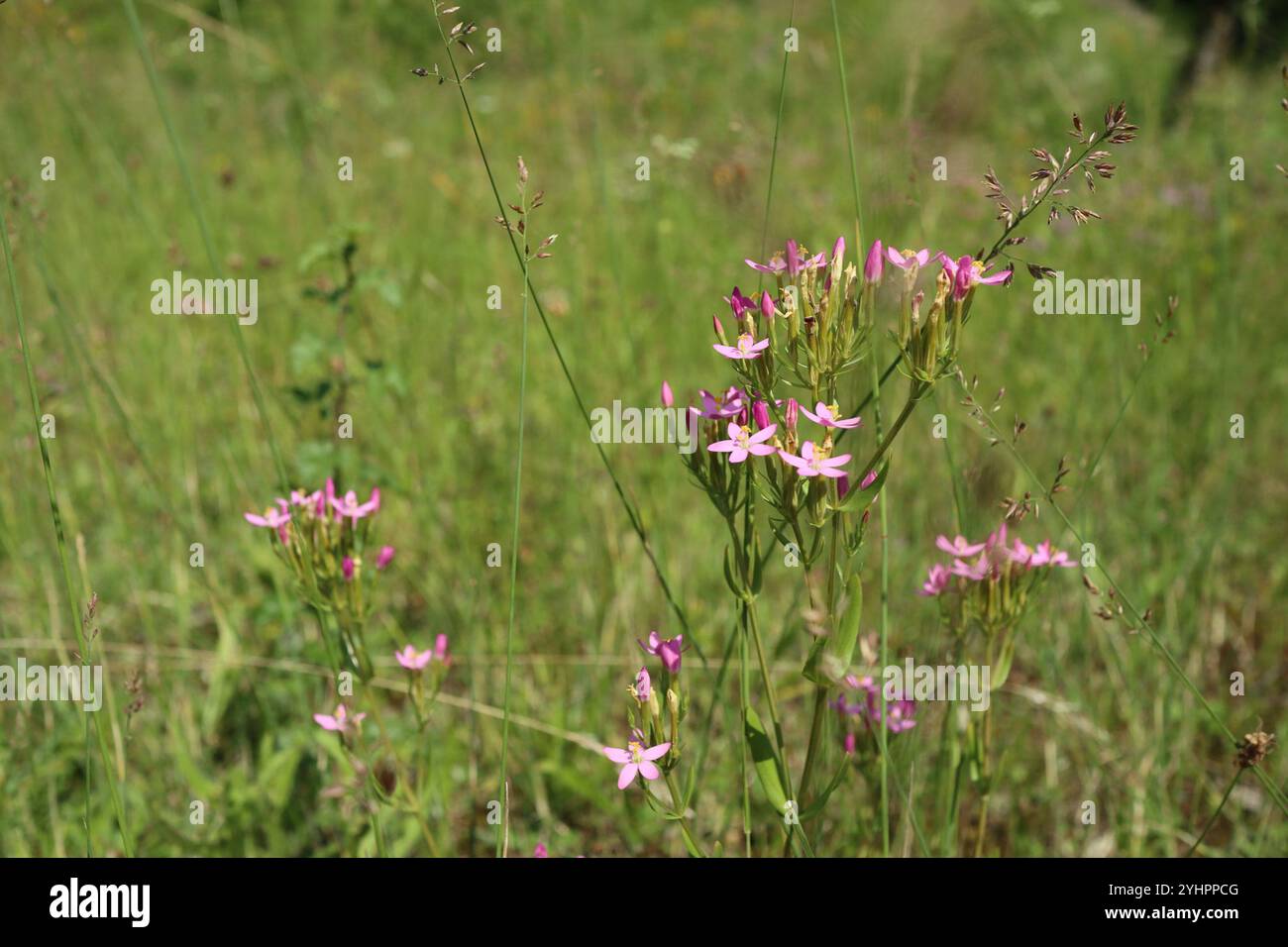 Common centaury (Centaurium erythraea Stock Photo - Alamy