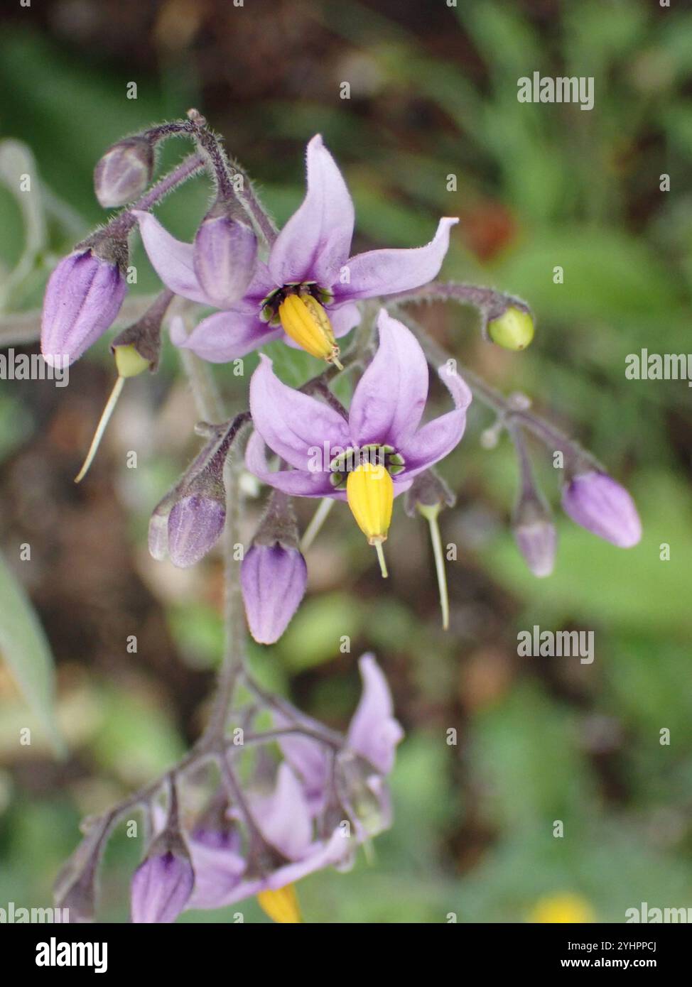 bittersweet nightshade (Solanum dulcamara Stock Photo - Alamy