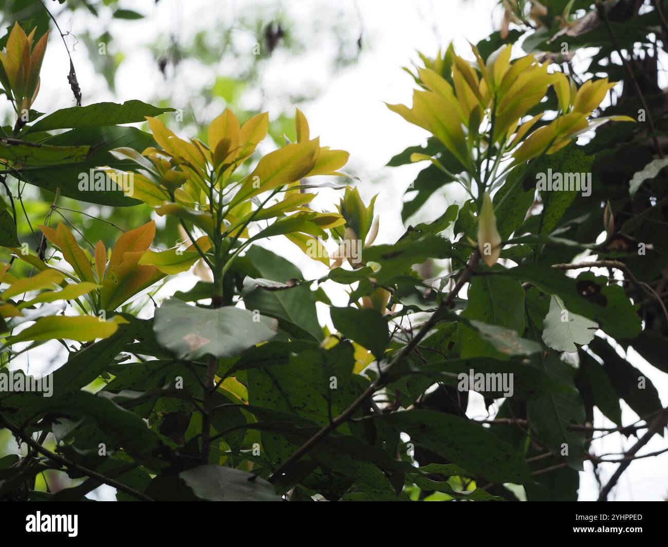 Large-leaved Nanmu (Machilus japonica kusanoi Stock Photo - Alamy