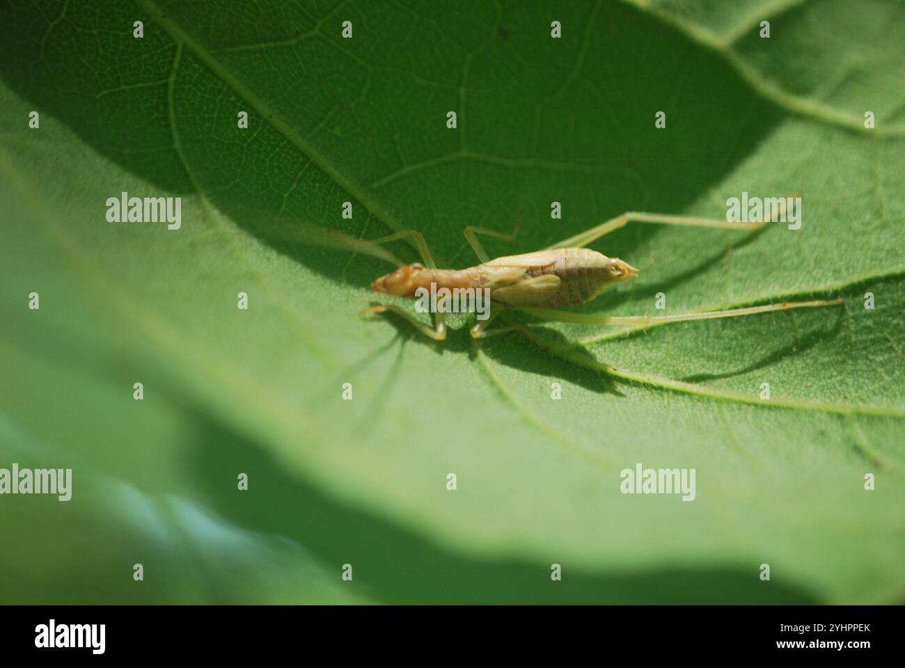 Two spotted tree cricket hi-res stock photography and images - Alamy