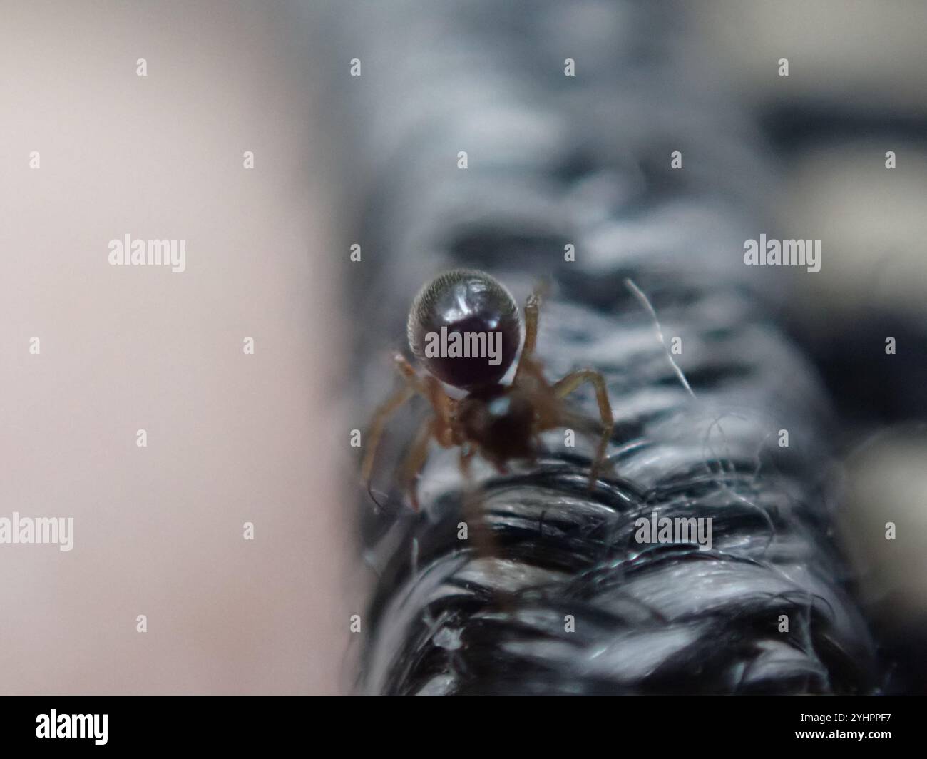 Dwarf Spiders (Erigoninae Stock Photo - Alamy