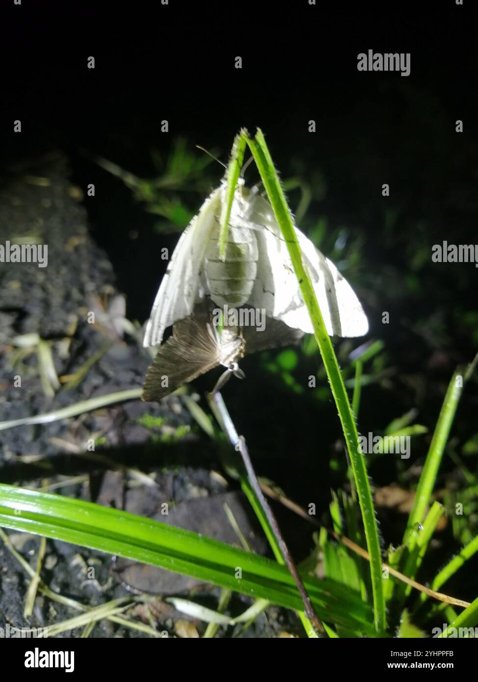 Geometer Moths (Geometridae Stock Photo - Alamy