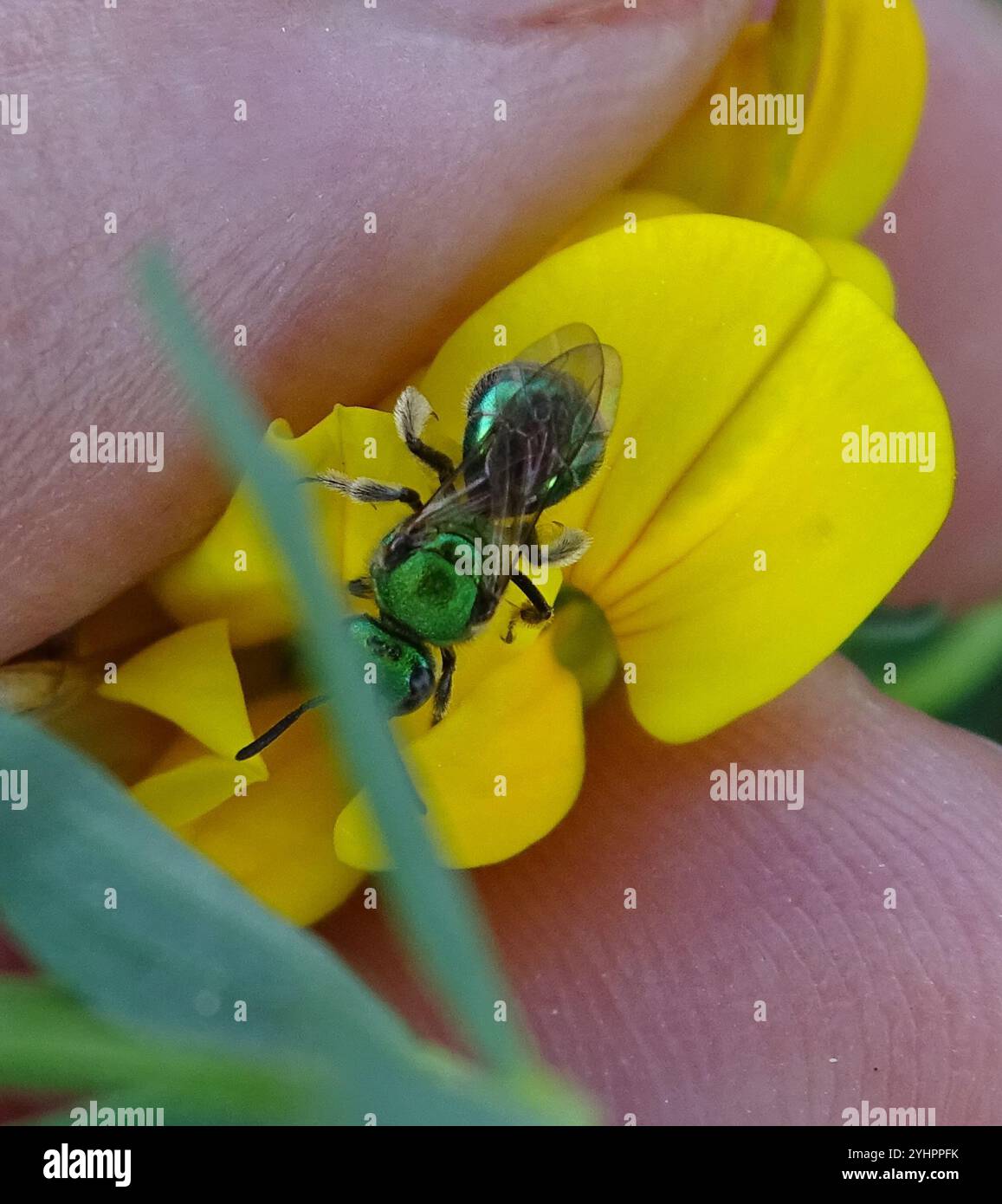Augochlorine Sweat Bees (Augochlorini Stock Photo - Alamy