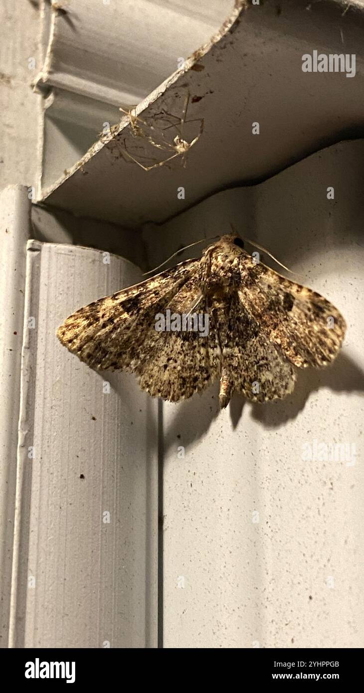 Common Fungus Moth (Metalectra discalis Stock Photo - Alamy