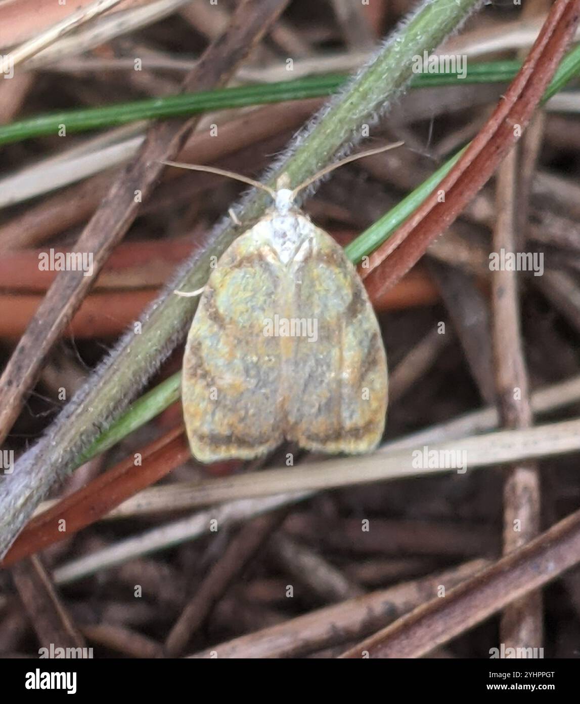 Red-edged Acleris Moth (Acleris albicomana Stock Photo - Alamy