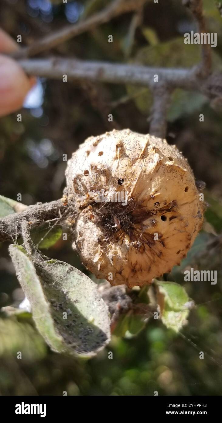 Live Oak Apple Gall Wasp (Amphibolips quercuspomiformis Stock Photo - Alamy