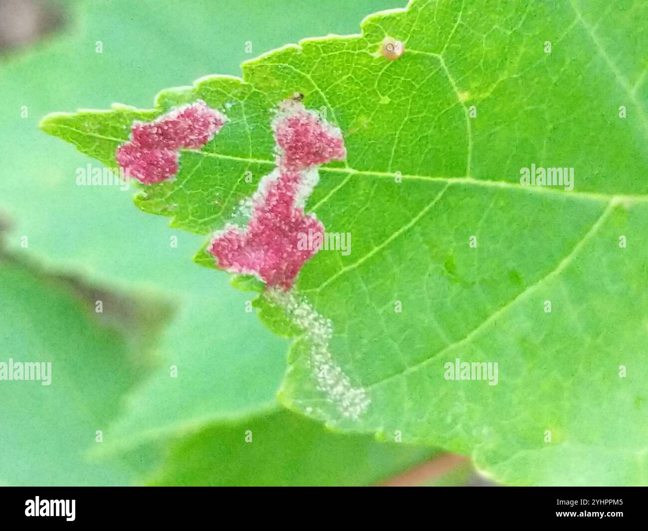 Aculus hi-res stock photography and images - Alamy