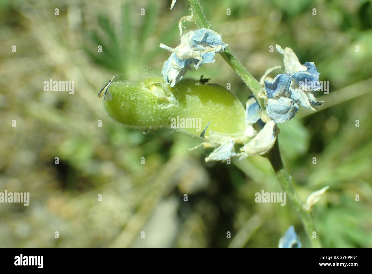 tailcup lupine (Lupinus caudatus caudatus Stock Photo - Alamy