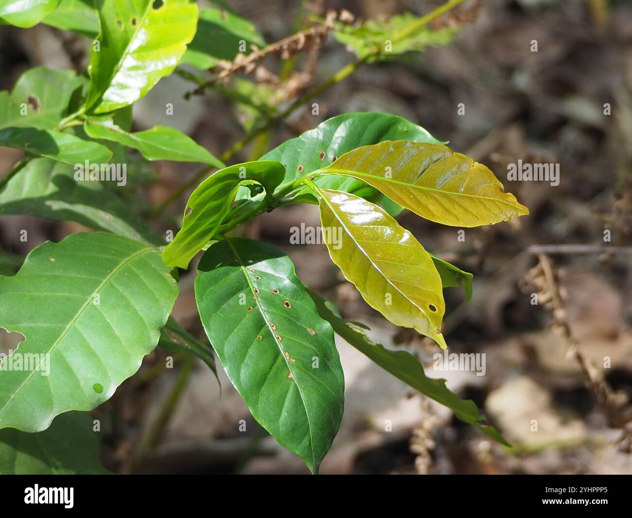 Coffee (Coffea arabica Stock Photo - Alamy