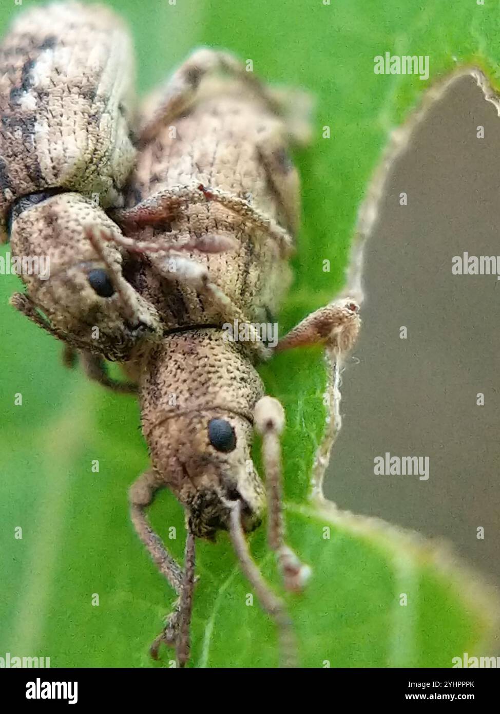 Peach Root Weevil (Pseudoedophrys hilleri Stock Photo - Alamy