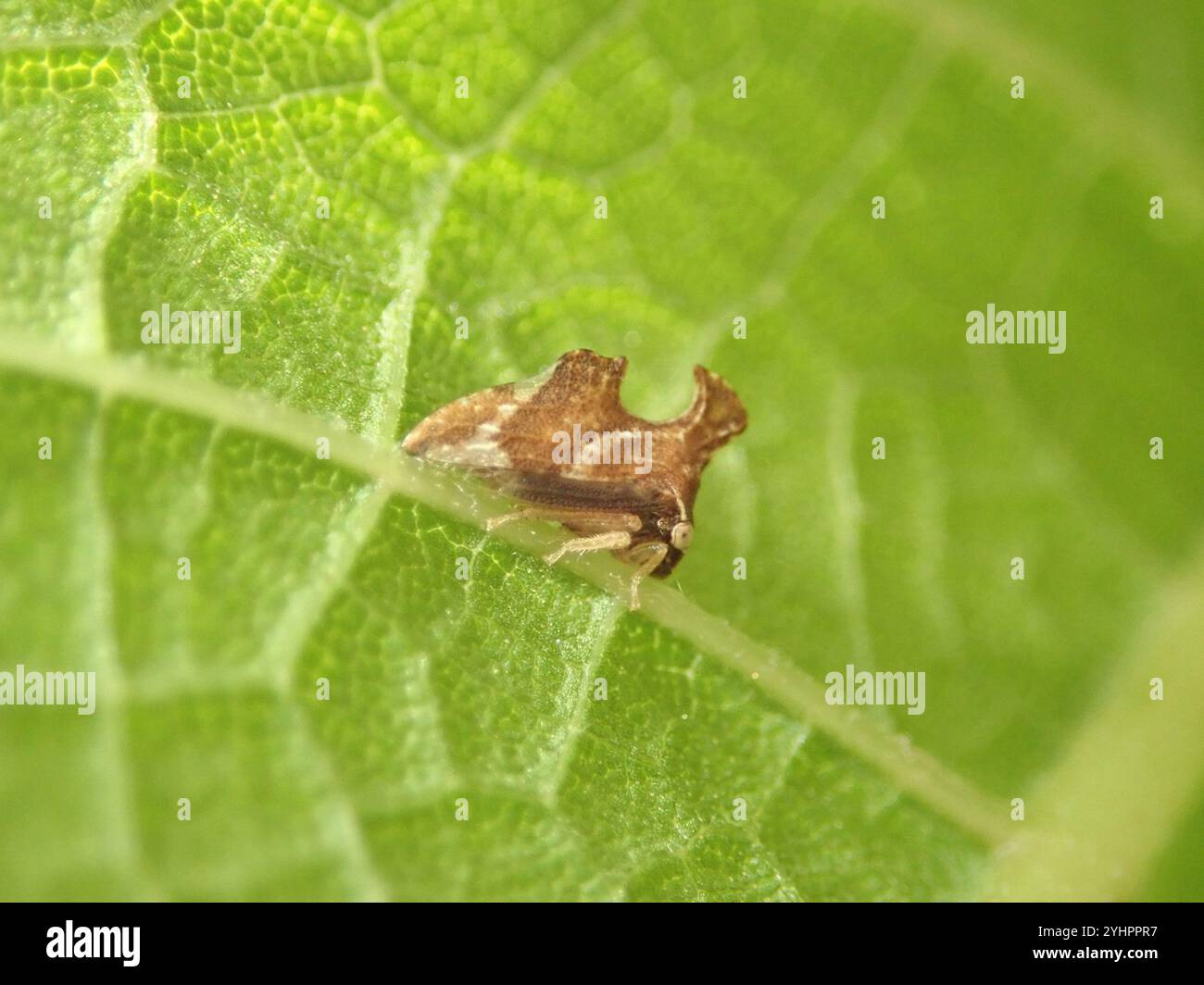 Keeled treehopper hi-res stock photography and images - Alamy