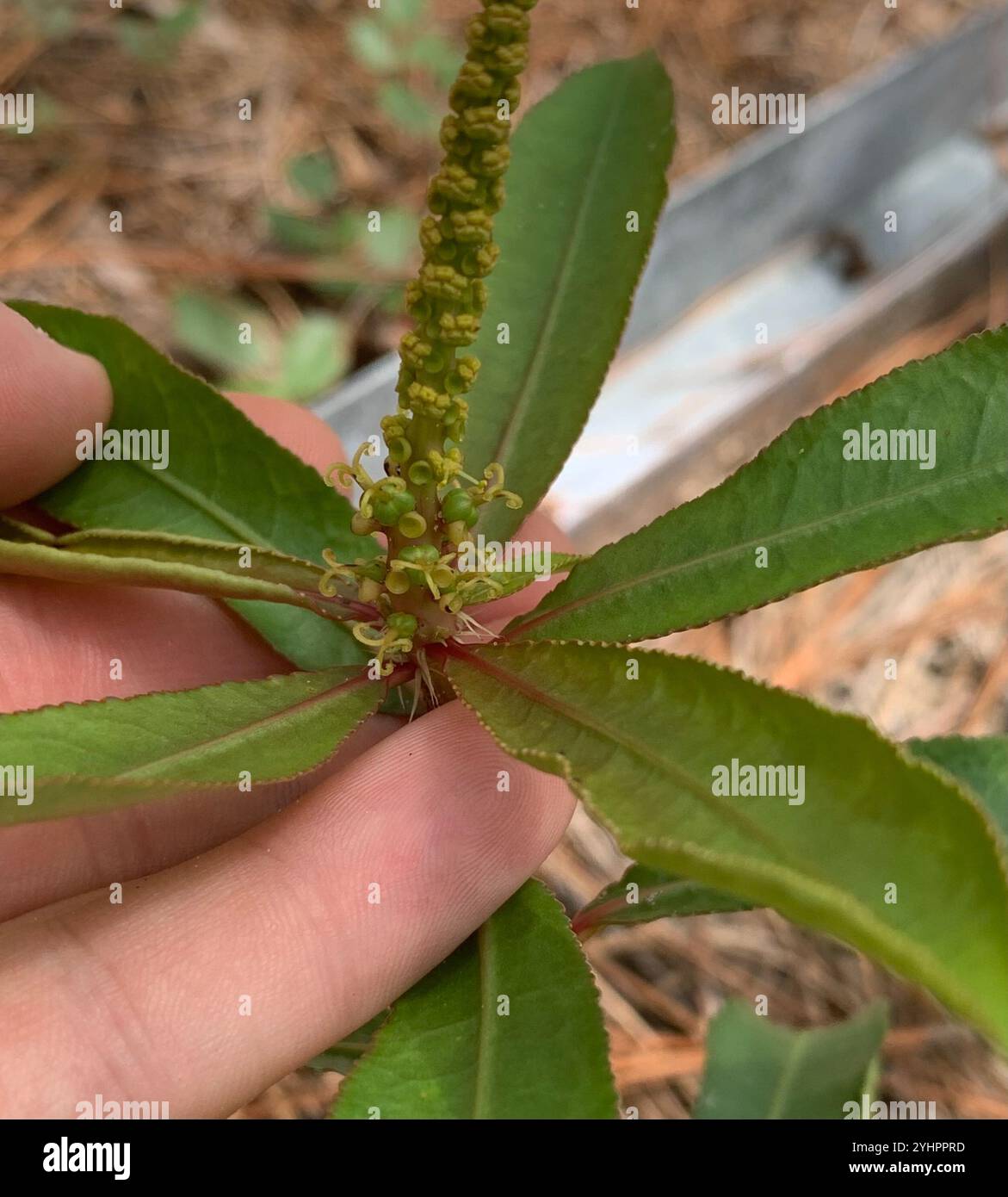Queen's Delight (Stillingia sylvatica Stock Photo - Alamy