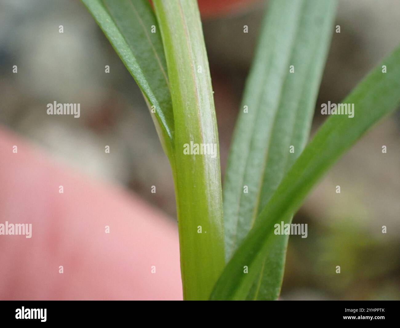 vascular plants (Tracheophyta Stock Photo - Alamy