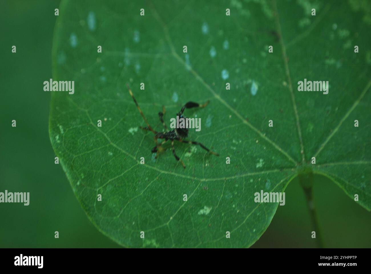 Spine-headed Bugs (Acanthocephala Stock Photo - Alamy