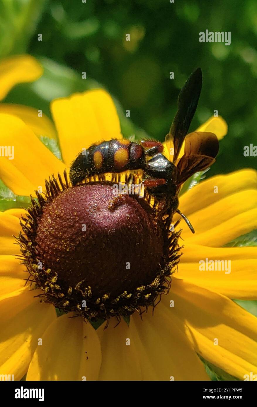Noble Scoliid Wasp (Scolia nobilitata Stock Photo - Alamy