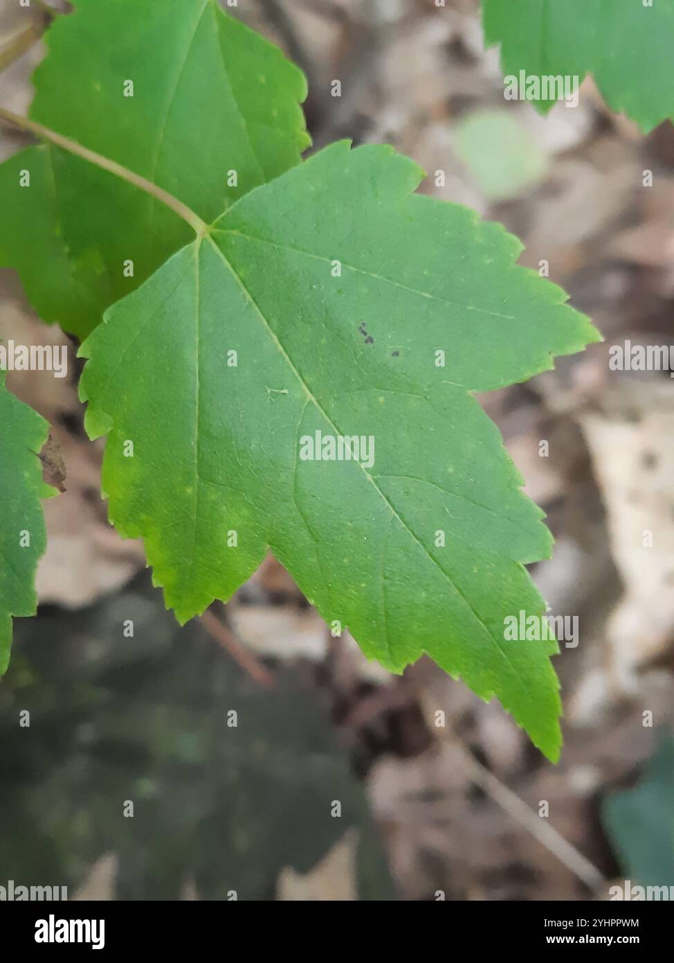red maple (Acer rubrum Stock Photo - Alamy