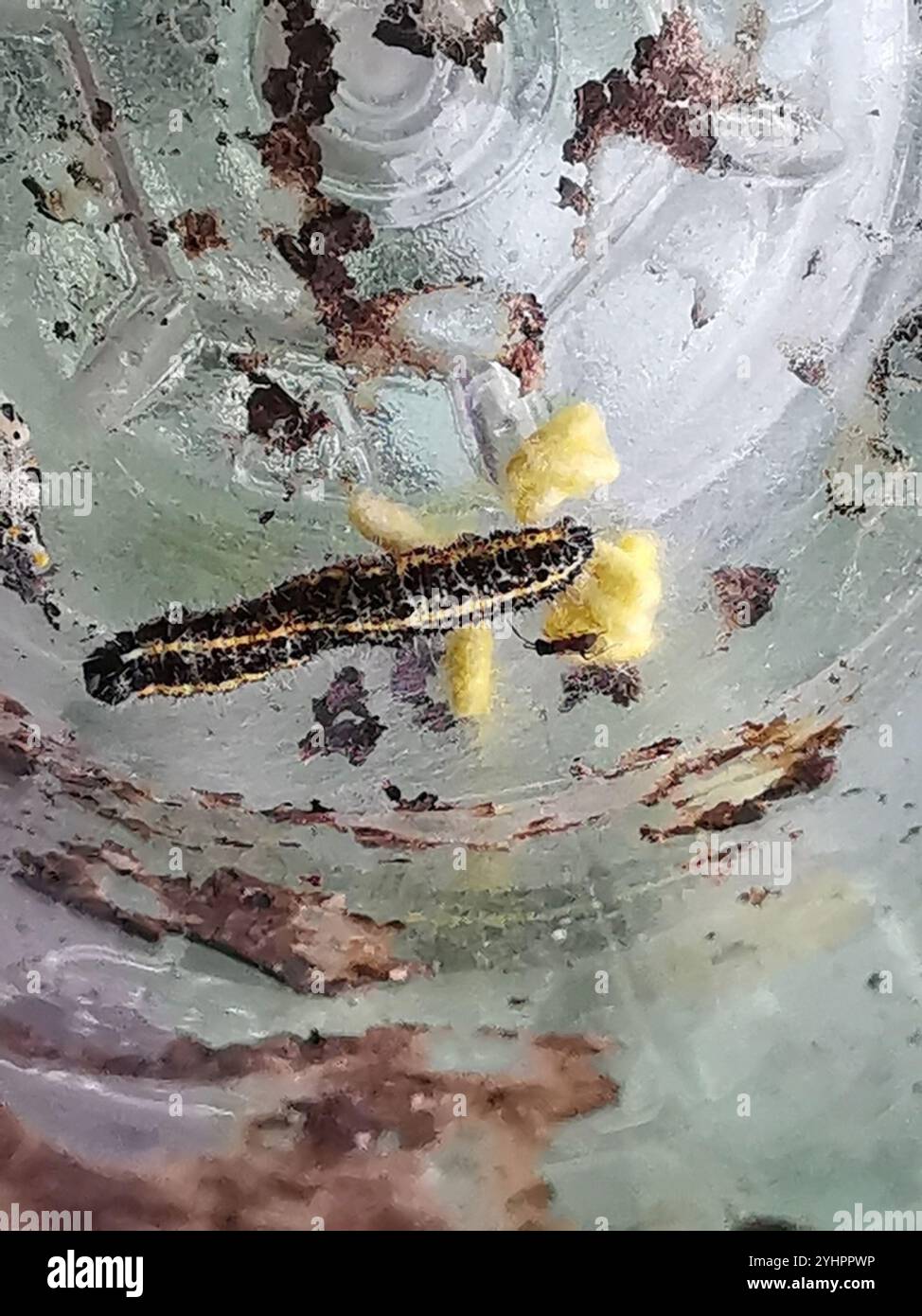 Cabbage White Parasitoid Wasp Bracovirus (Bracoviriform glomeratae ...