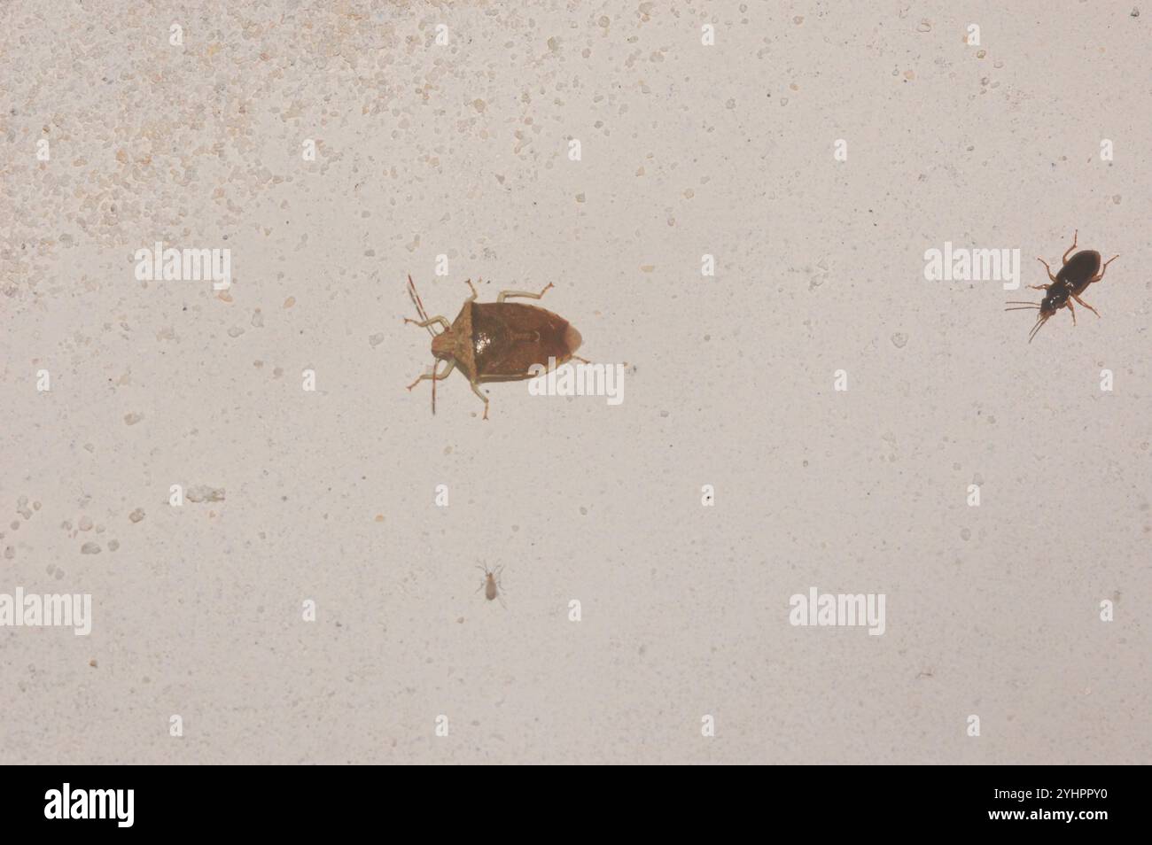 Stink Bugs, Shield Bugs, and Allies (Pentatomoidea Stock Photo - Alamy