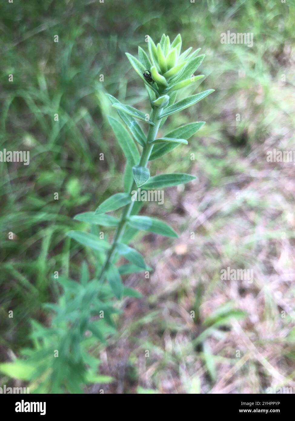 Appalachian blazing star hi-res stock photography and images - Alamy