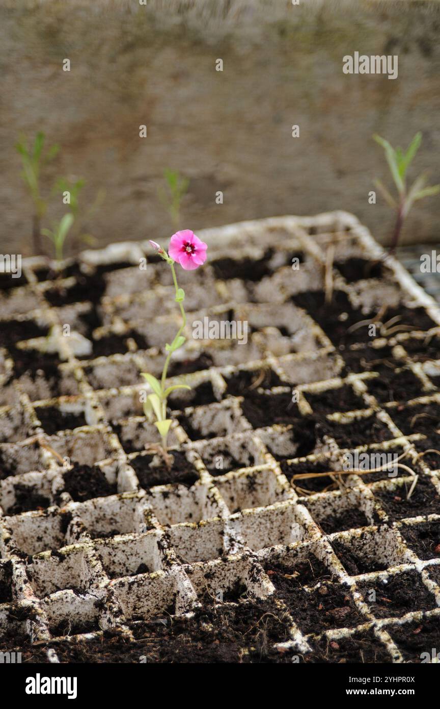 A single, lone, unique pink flower grows from a seedling rack at a ...