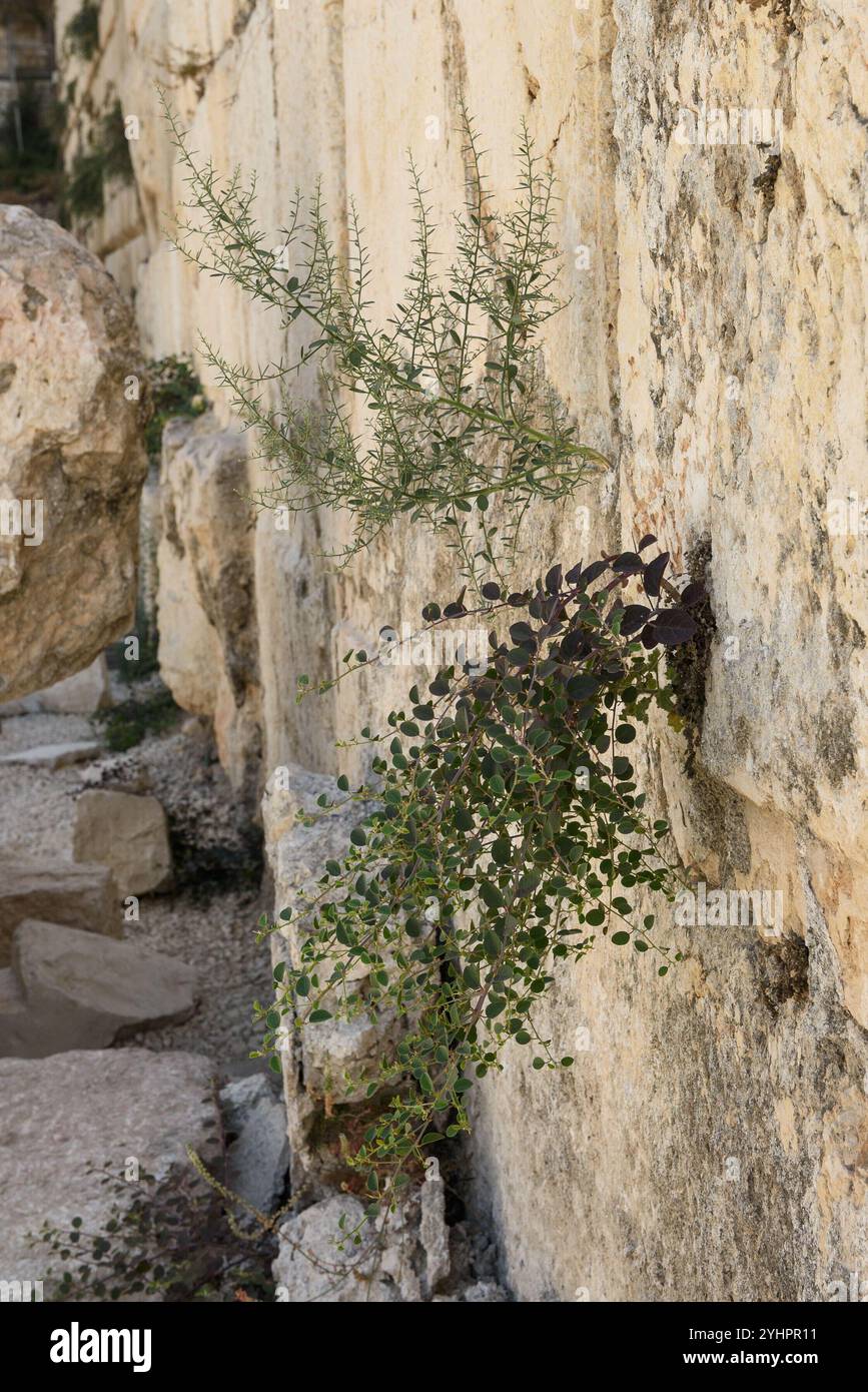 Jerusalem caper hi-res stock photography and images - Alamy