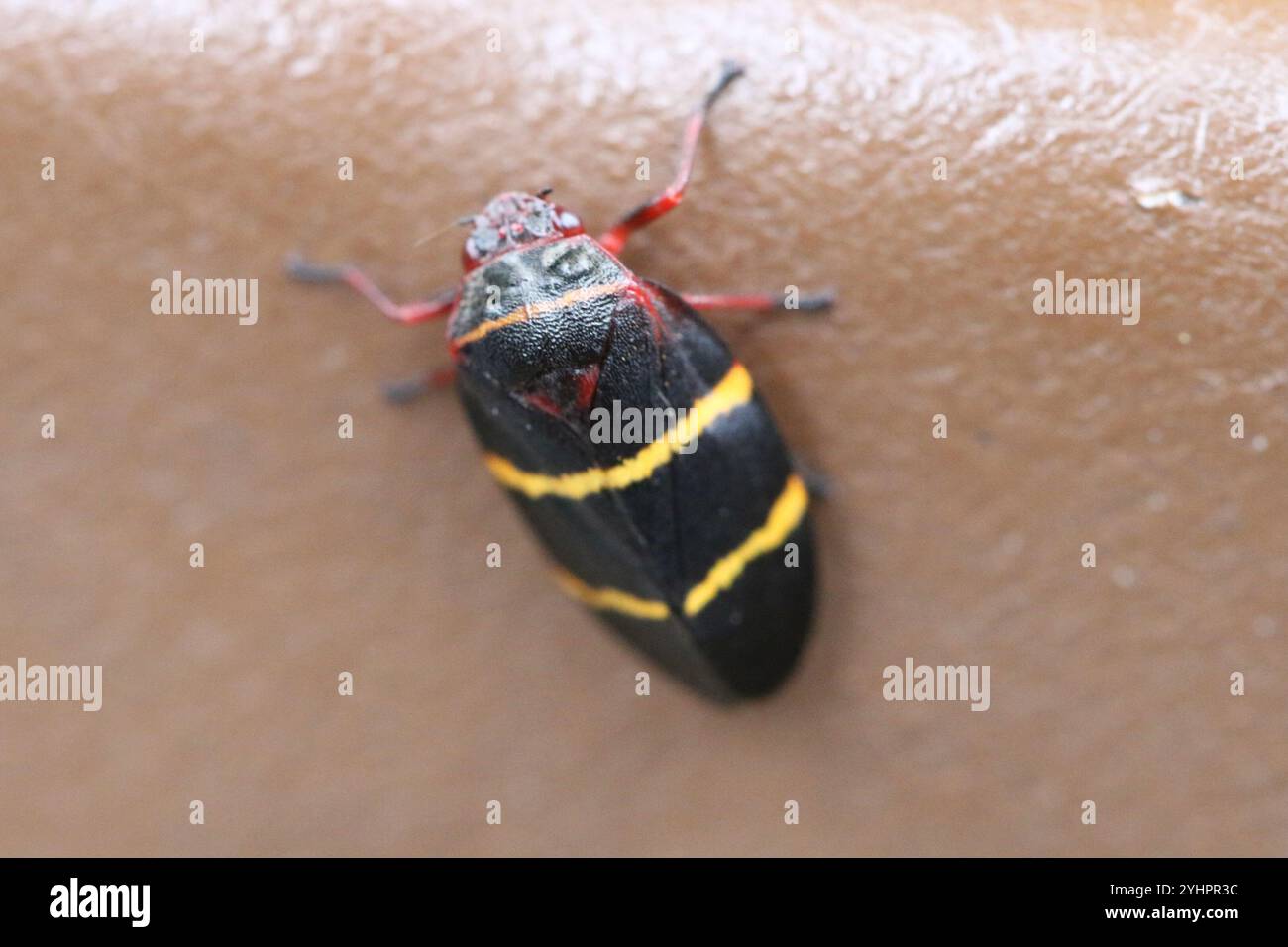 Two lined spittlebug prosapia bicincta hi-res stock photography and ...