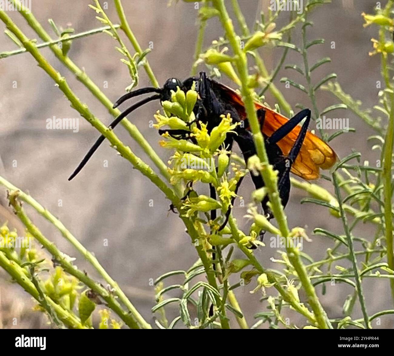 Thisbe's Tarantula-hawk Wasp (Pepsis thisbe Stock Photo - Alamy