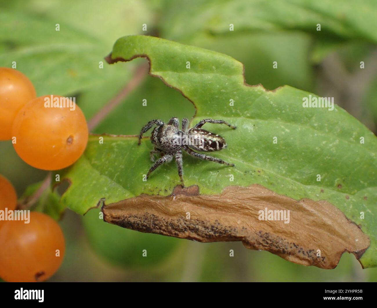 Bronze Jumping Spider (Eris militaris Stock Photo - Alamy