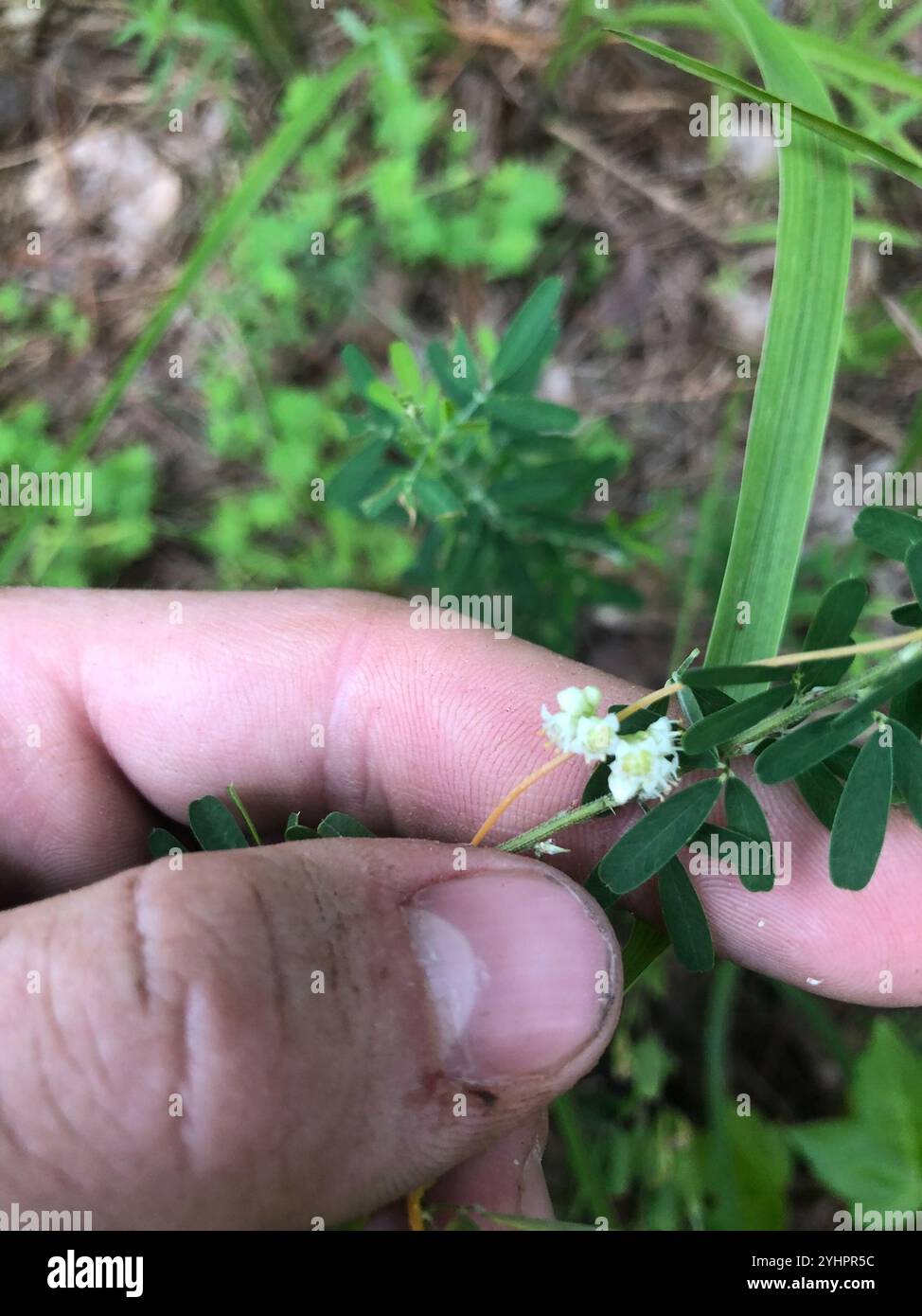 Field Dodder (Cuscuta campestris Stock Photo - Alamy