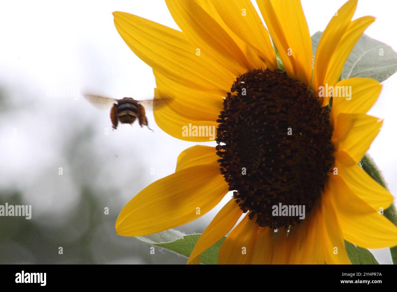 Longhorn Bees (Eucerini Stock Photo - Alamy