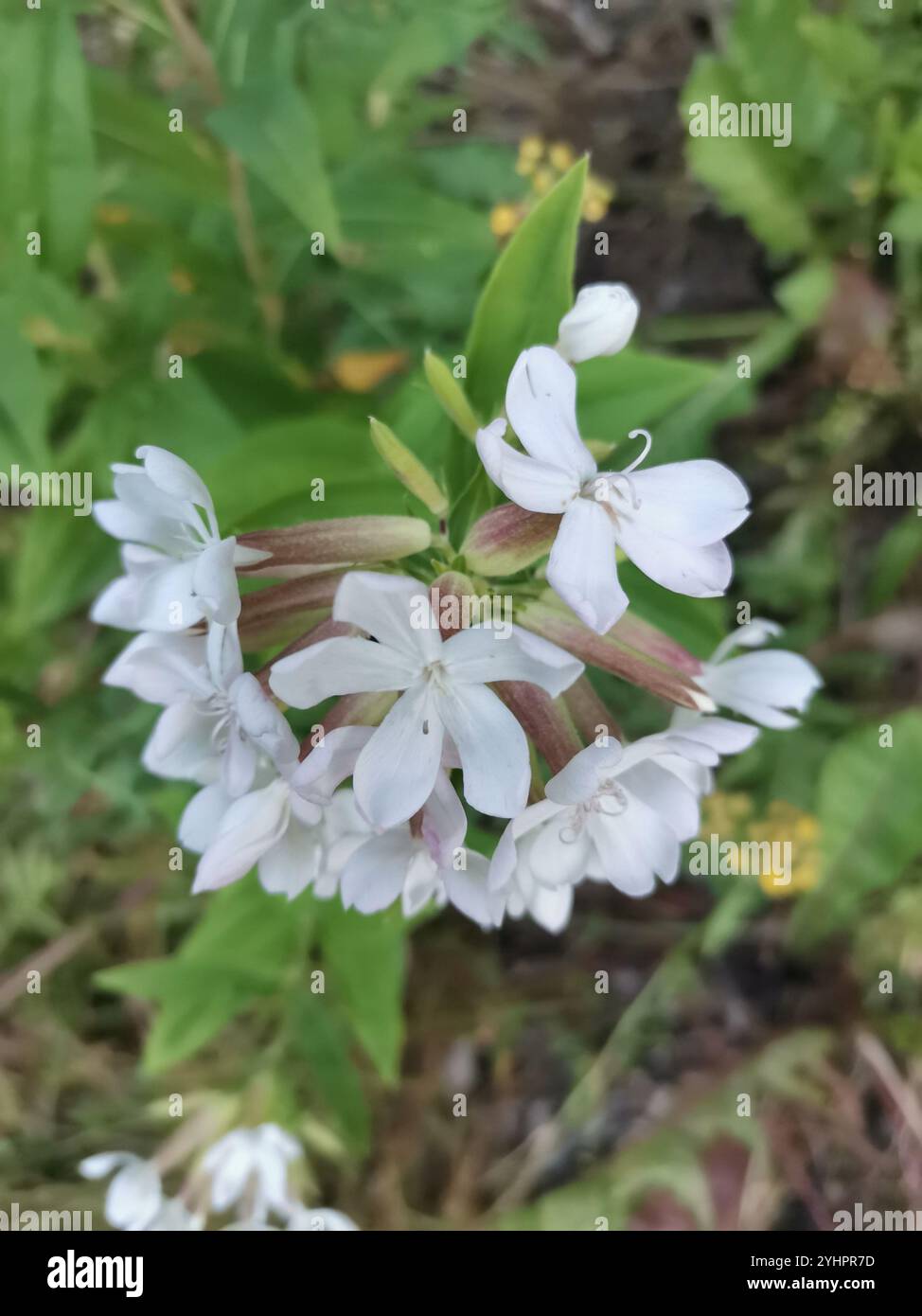 common soapwort (Saponaria officinalis Stock Photo - Alamy