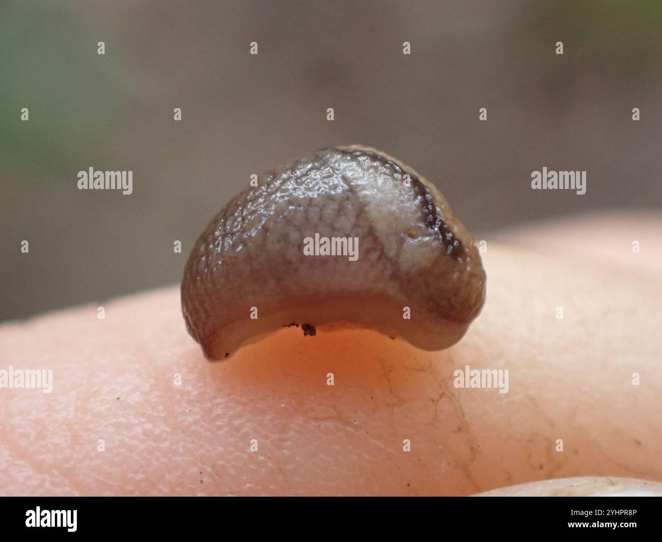 Common Land Snails and Slugs (Stylommatophora Stock Photo - Alamy