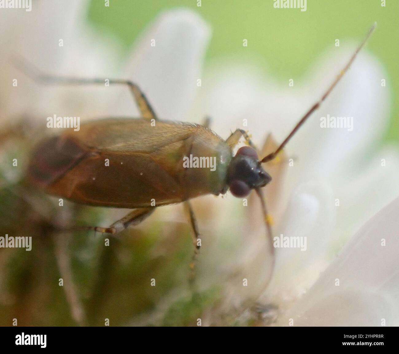 Common Nettle Flower Bug (Plagiognathus arbustorum Stock Photo - Alamy
