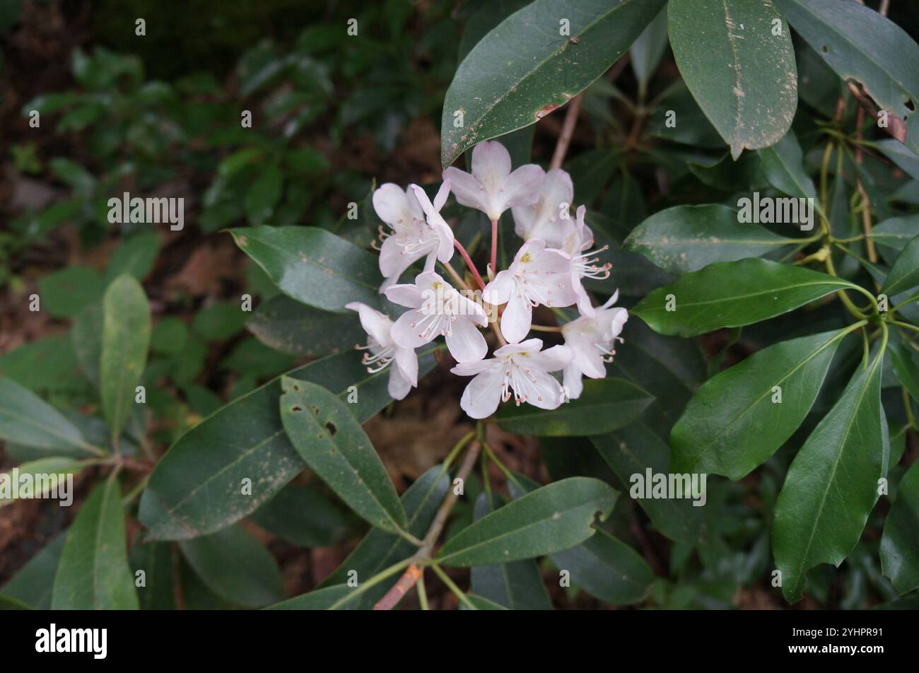 great rhododendron (Rhododendron maximum Stock Photo - Alamy