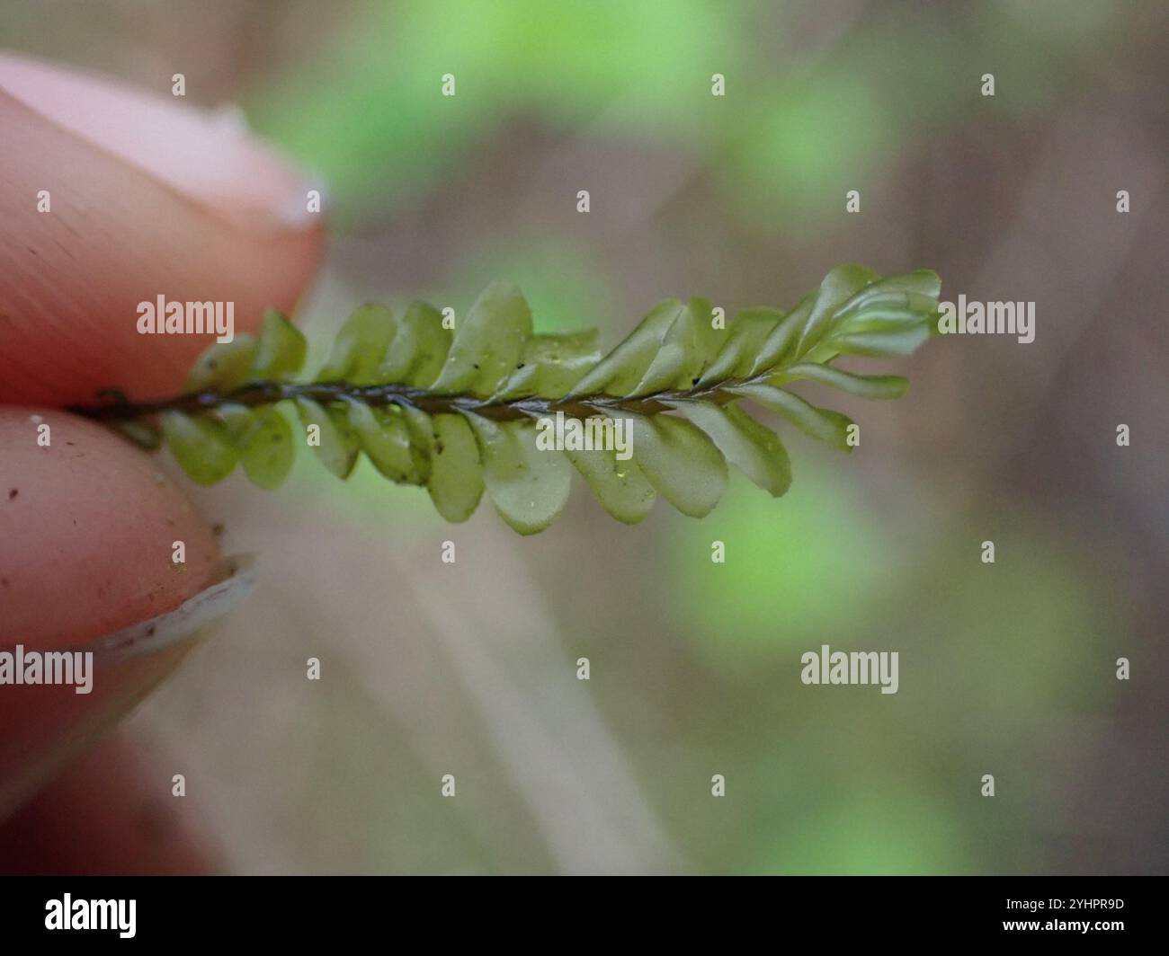 Jungermanniales hi-res stock photography and images - Alamy