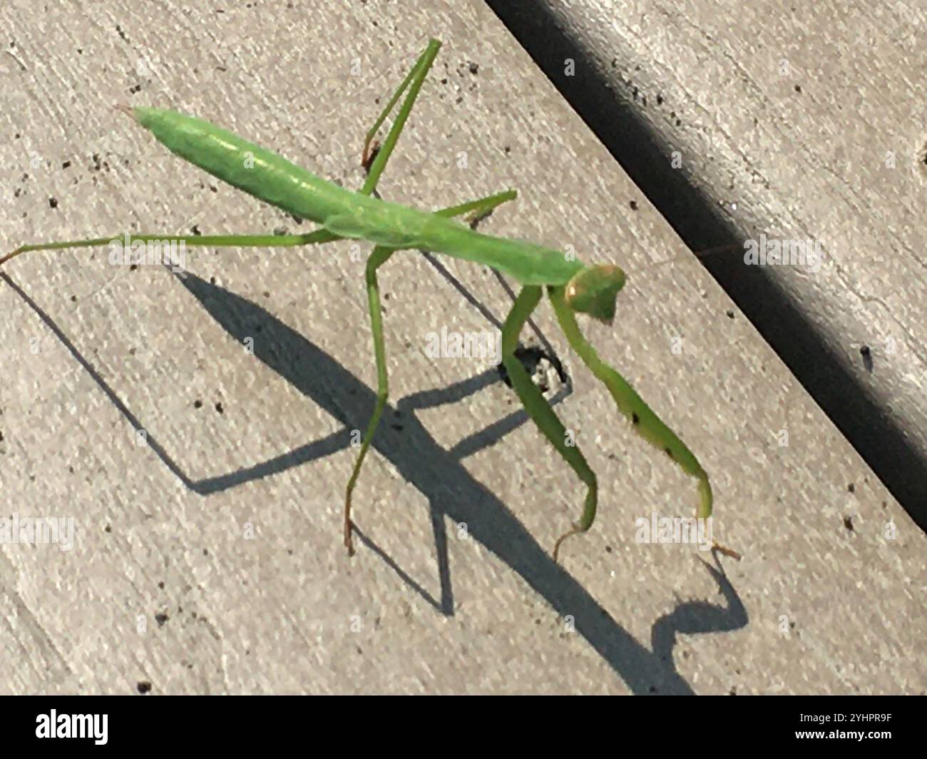 Narrow-winged Mantis (Tenodera angustipennis Stock Photo - Alamy