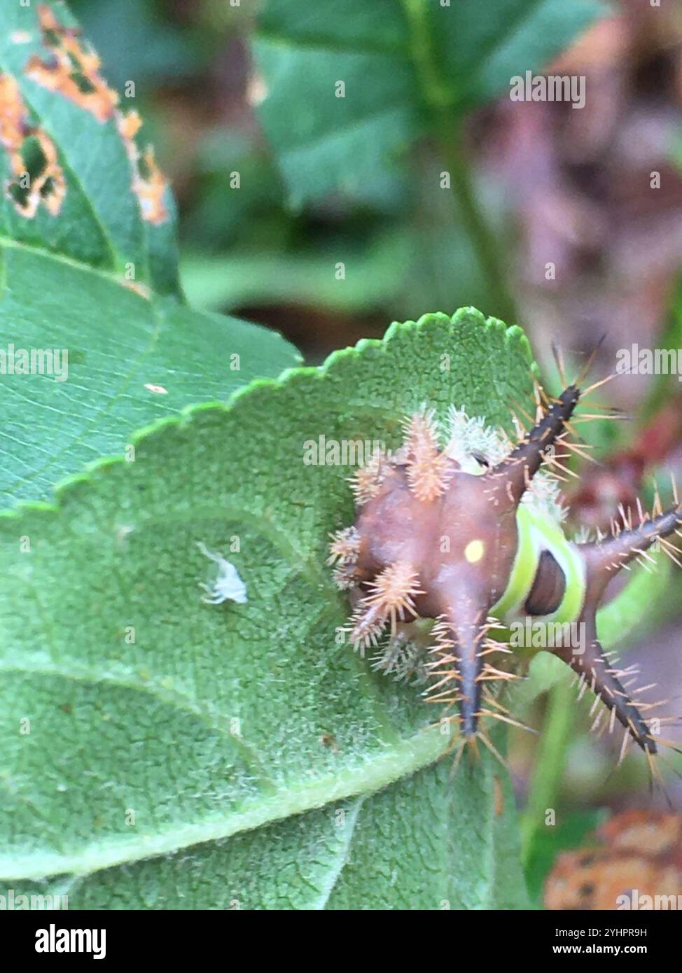 Saddleback Caterpillar Moth (Acharia stimulea Stock Photo - Alamy