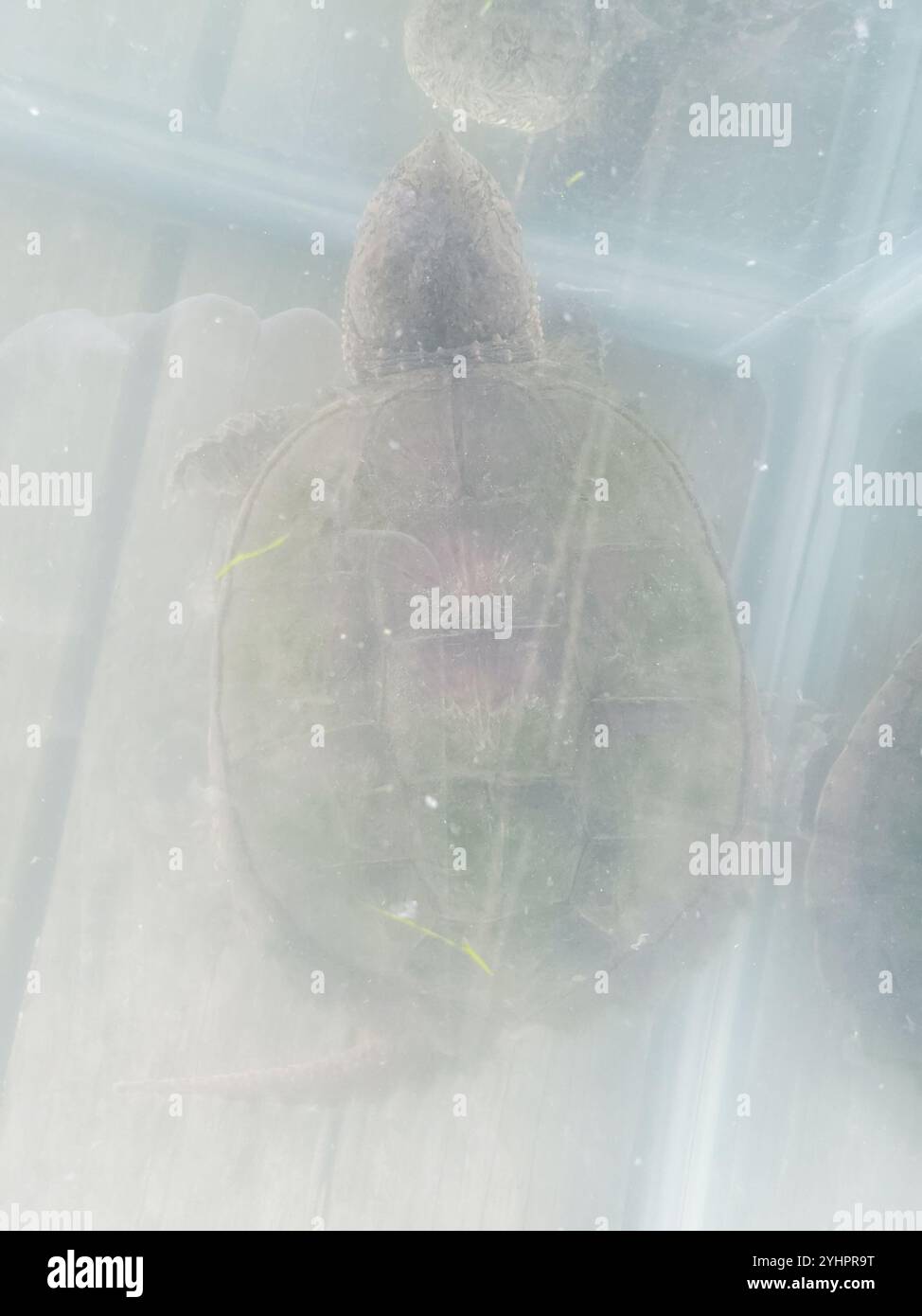 Common Snapping Turtle (Chelydra serpentina Stock Photo - Alamy