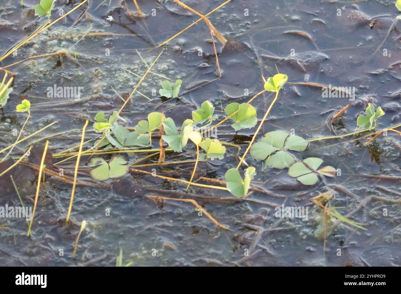 Helicopter Ferns (Marsilea Stock Photo - Alamy